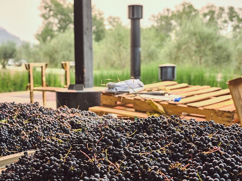 Healdsburg Wineries | The Lodge at Healdsburg