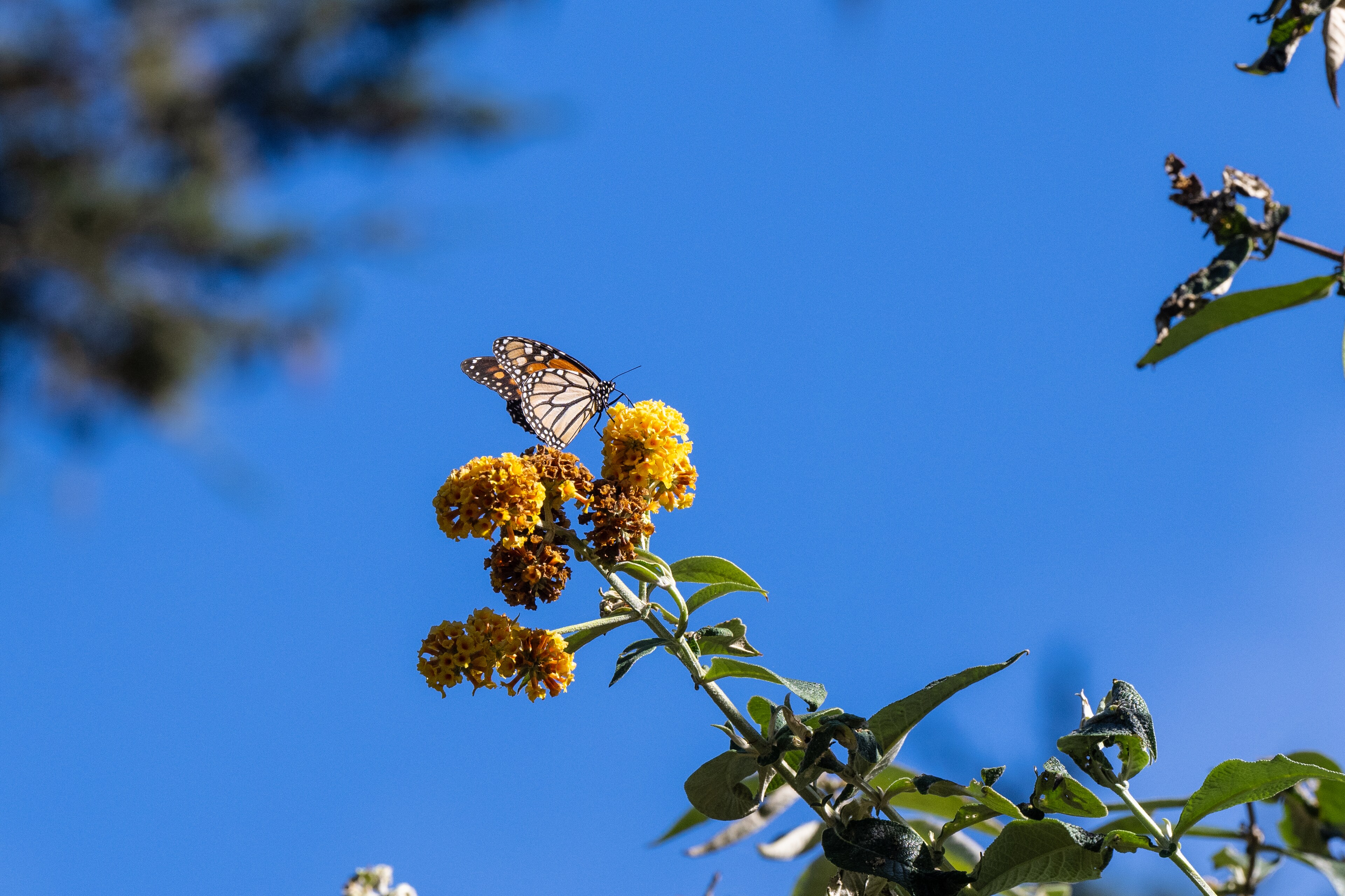 Nature & Wildlife | Asilomar Conference Grounds