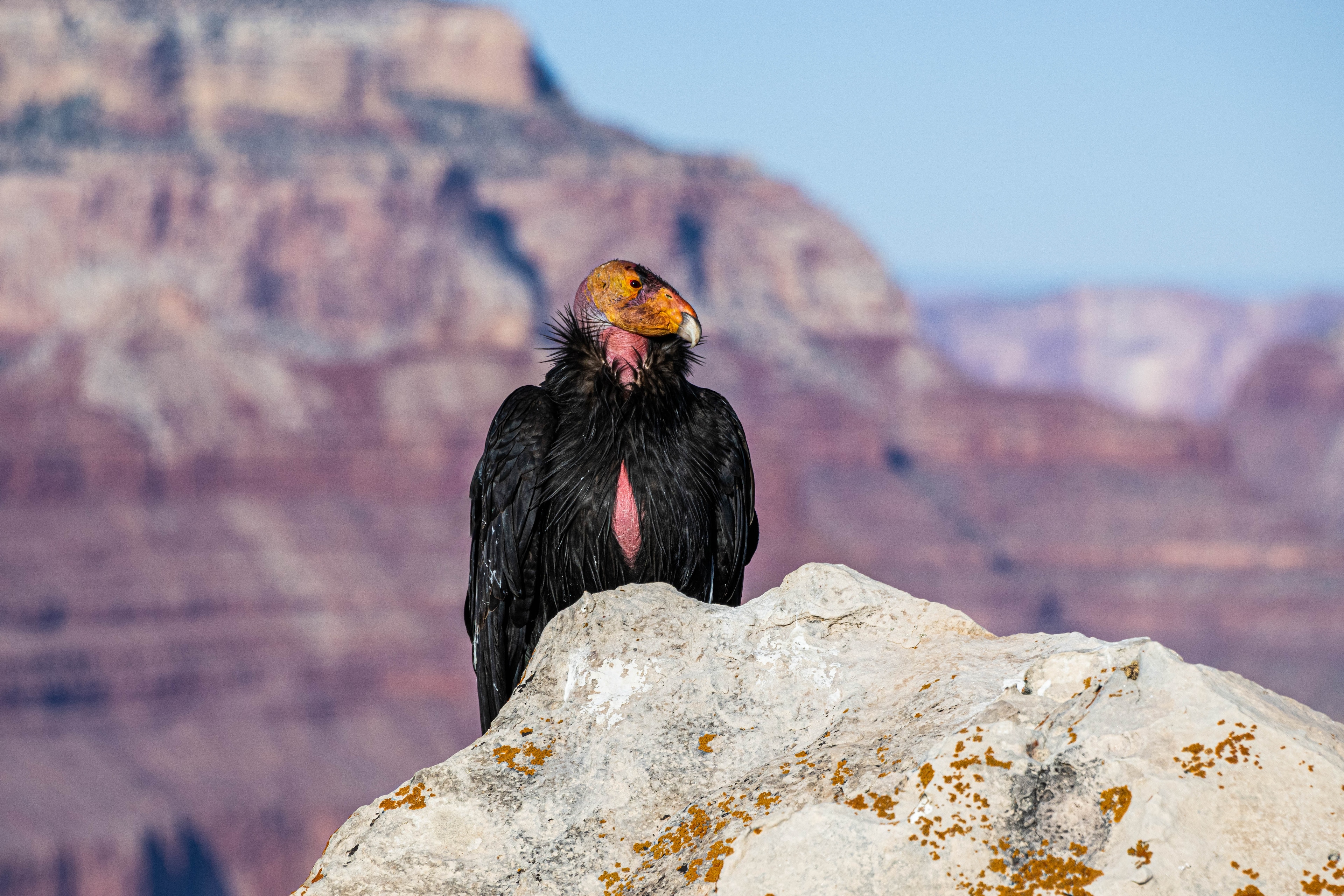Grand Canyon Wildlife | Grand Canyon Lodge North Rim