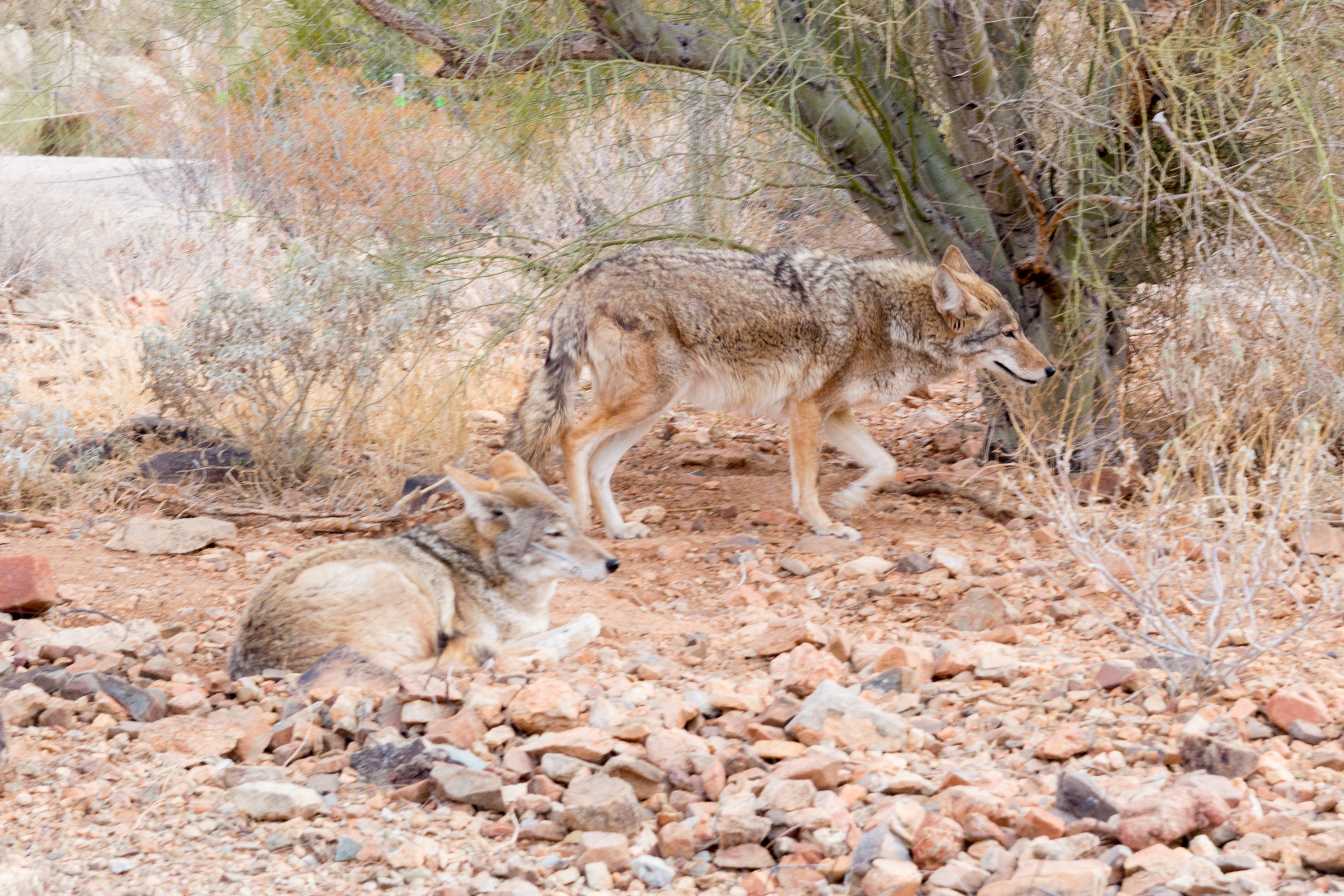 Grand Canyon Wildlife | Grand Canyon Lodge North Rim