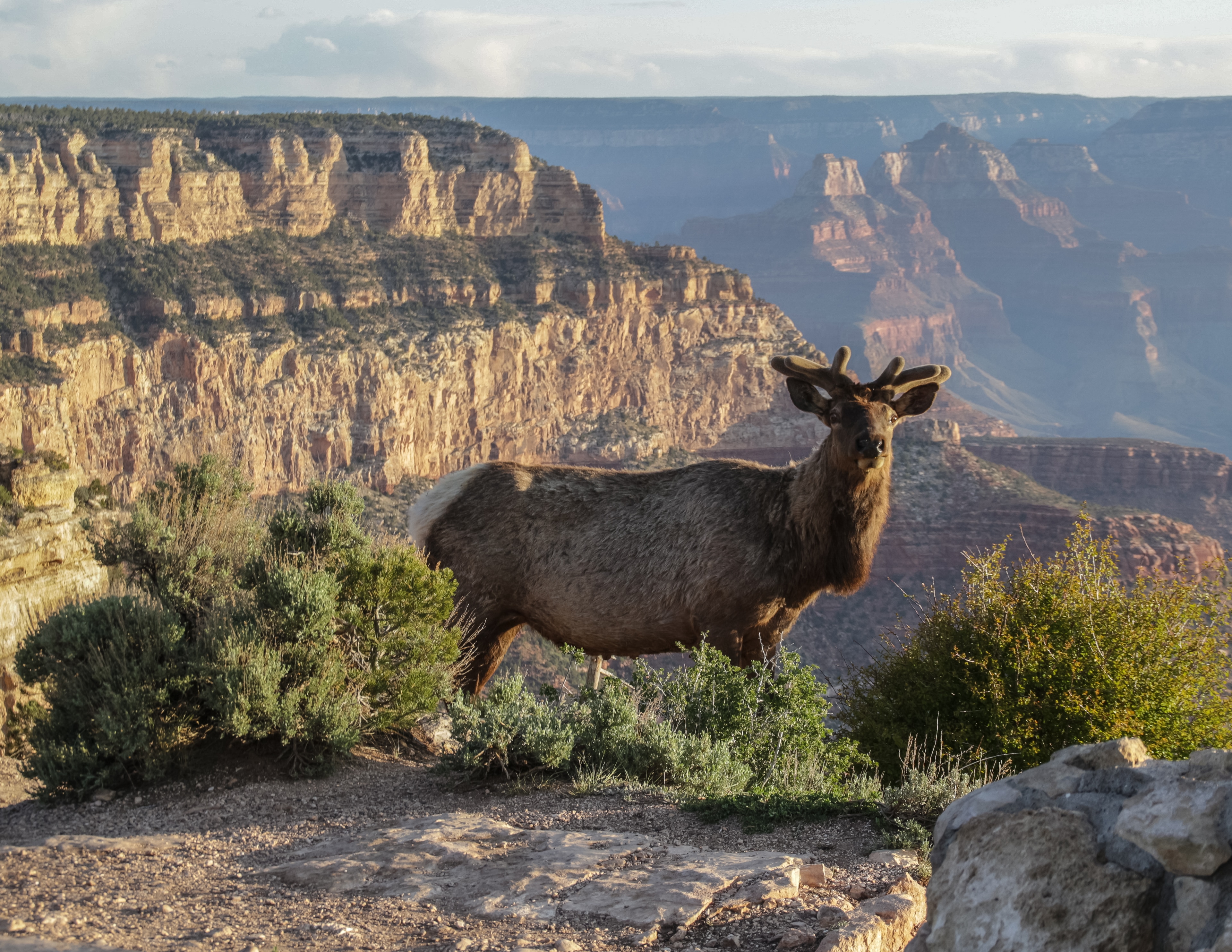 Grand Canyon Wildlife | Grand Canyon Lodge North Rim