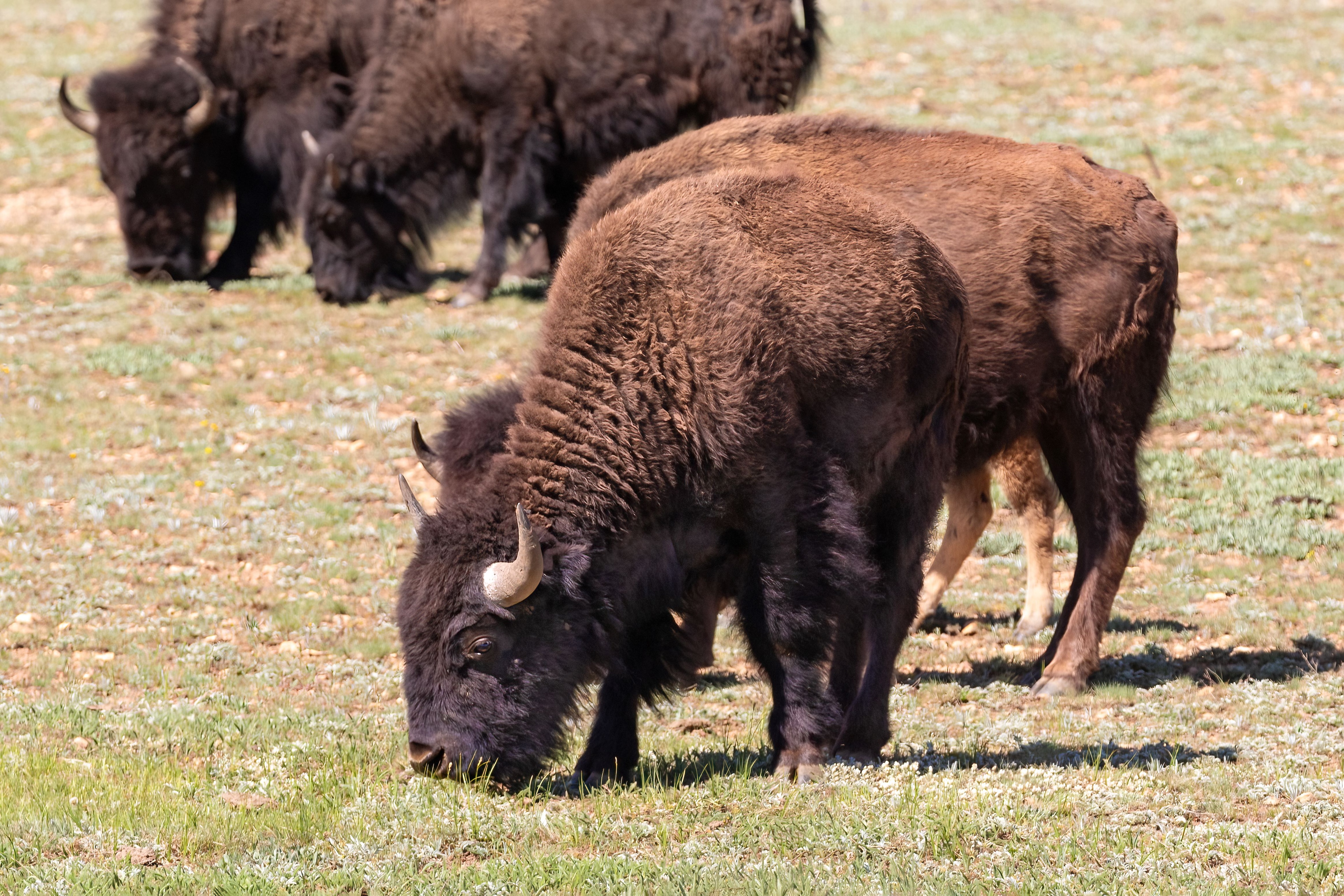 Grand Canyon Wildlife | Grand Canyon Lodge North Rim