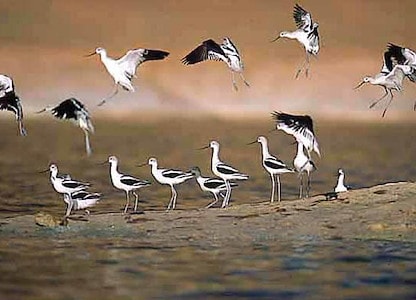 Lake Powell Wildlife | Lake Powell Resorts & Marinas