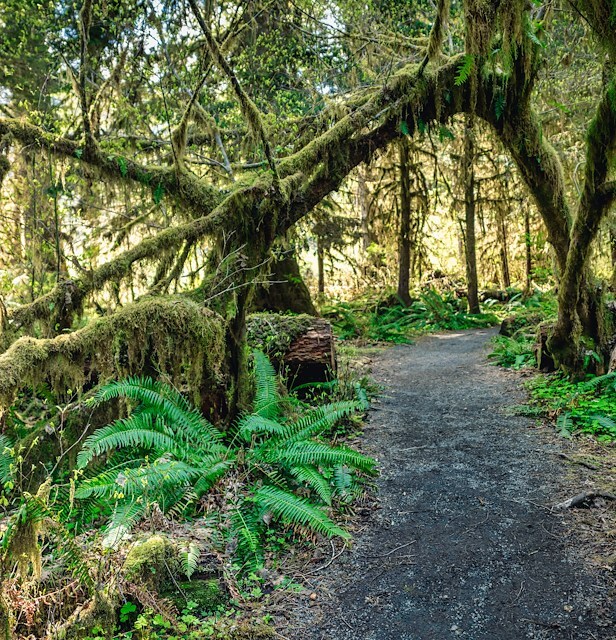3 Days / 2 Nights via HWY 101 | Olympic National Park & Forest