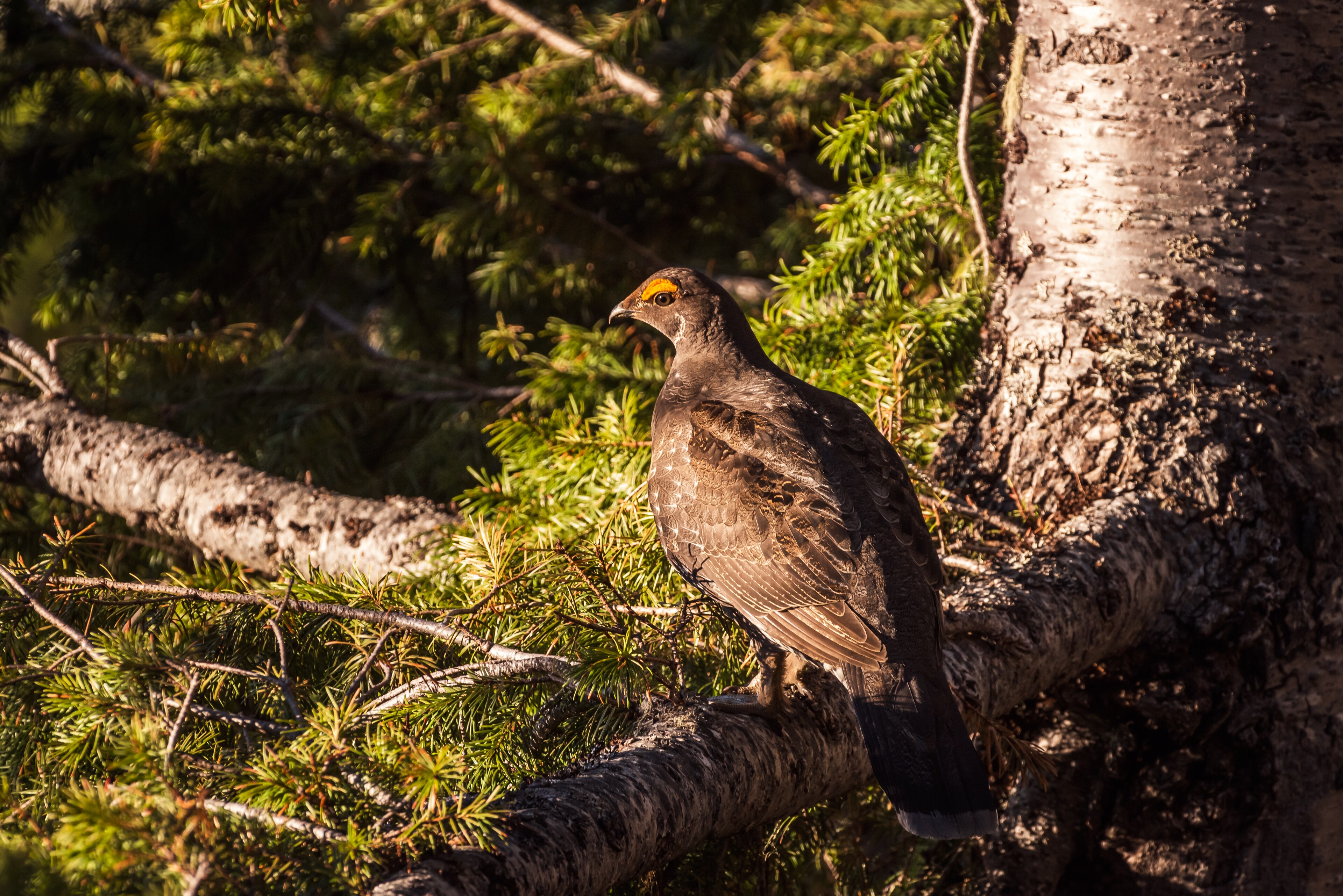 Lake Quinault Itinerary | Olympic National Park & Forest