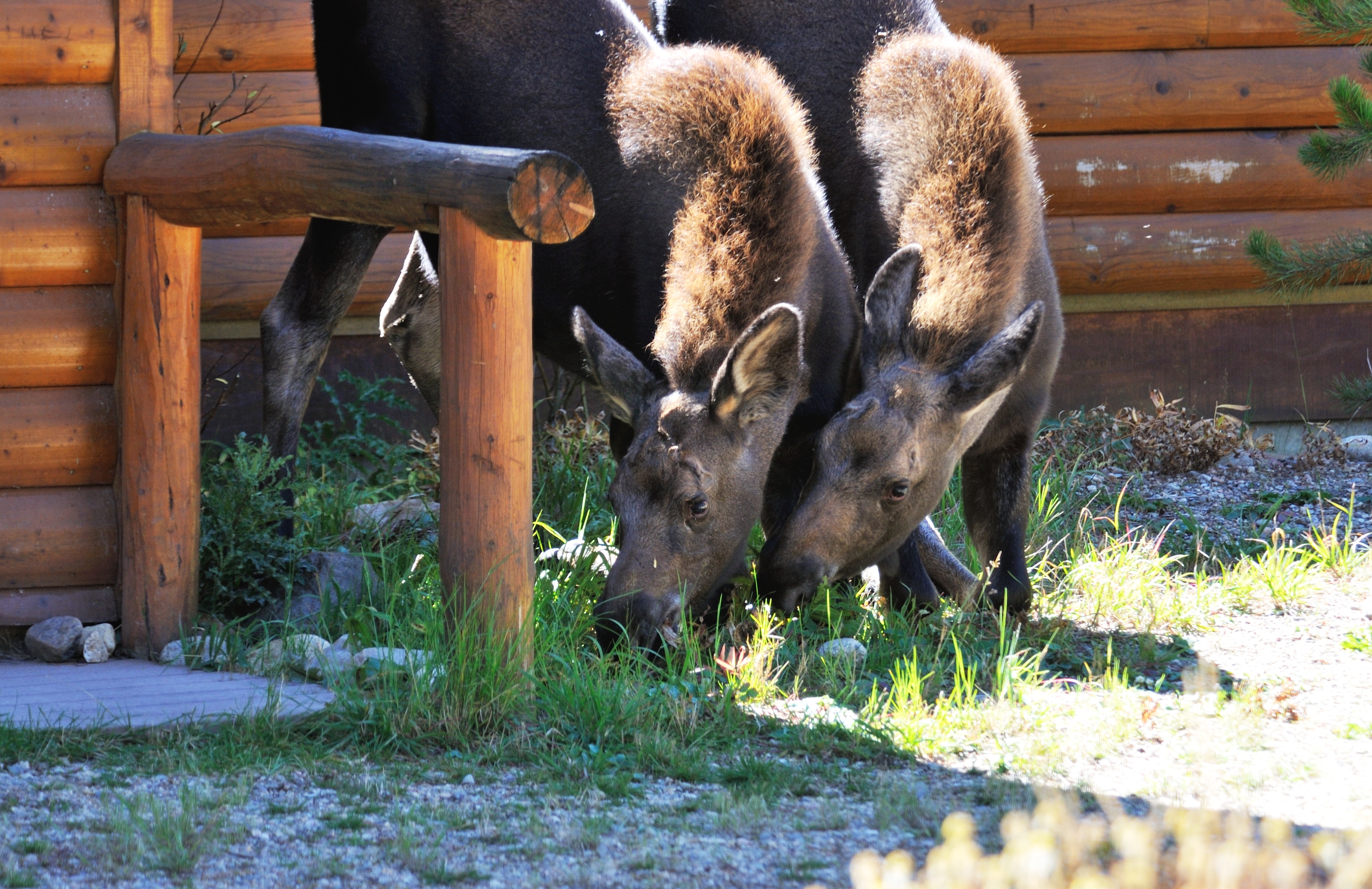 Things to do in Moran, Wyoming | Togwotee Mountain Lodge