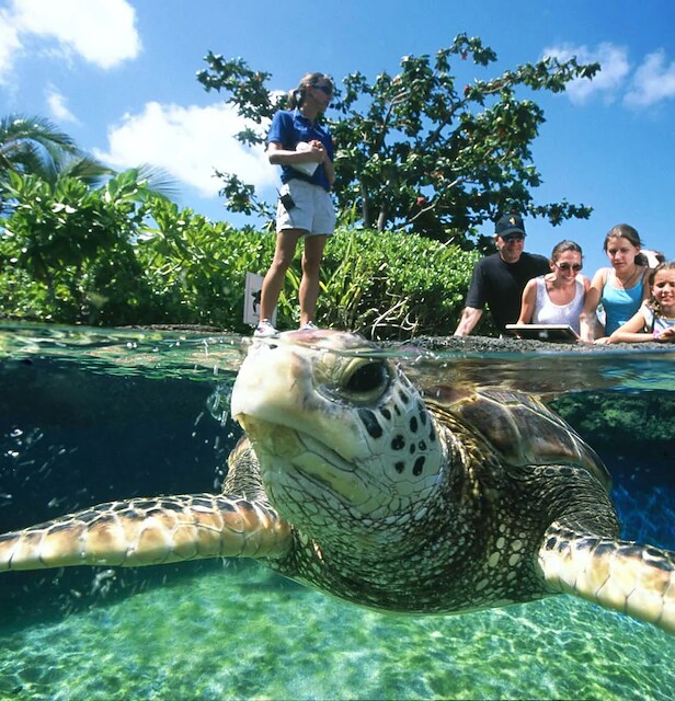 Ruby Princess - 16-Day Hawaiian Islands (Apr 3, 2026 - Apr 19, 2026 ...