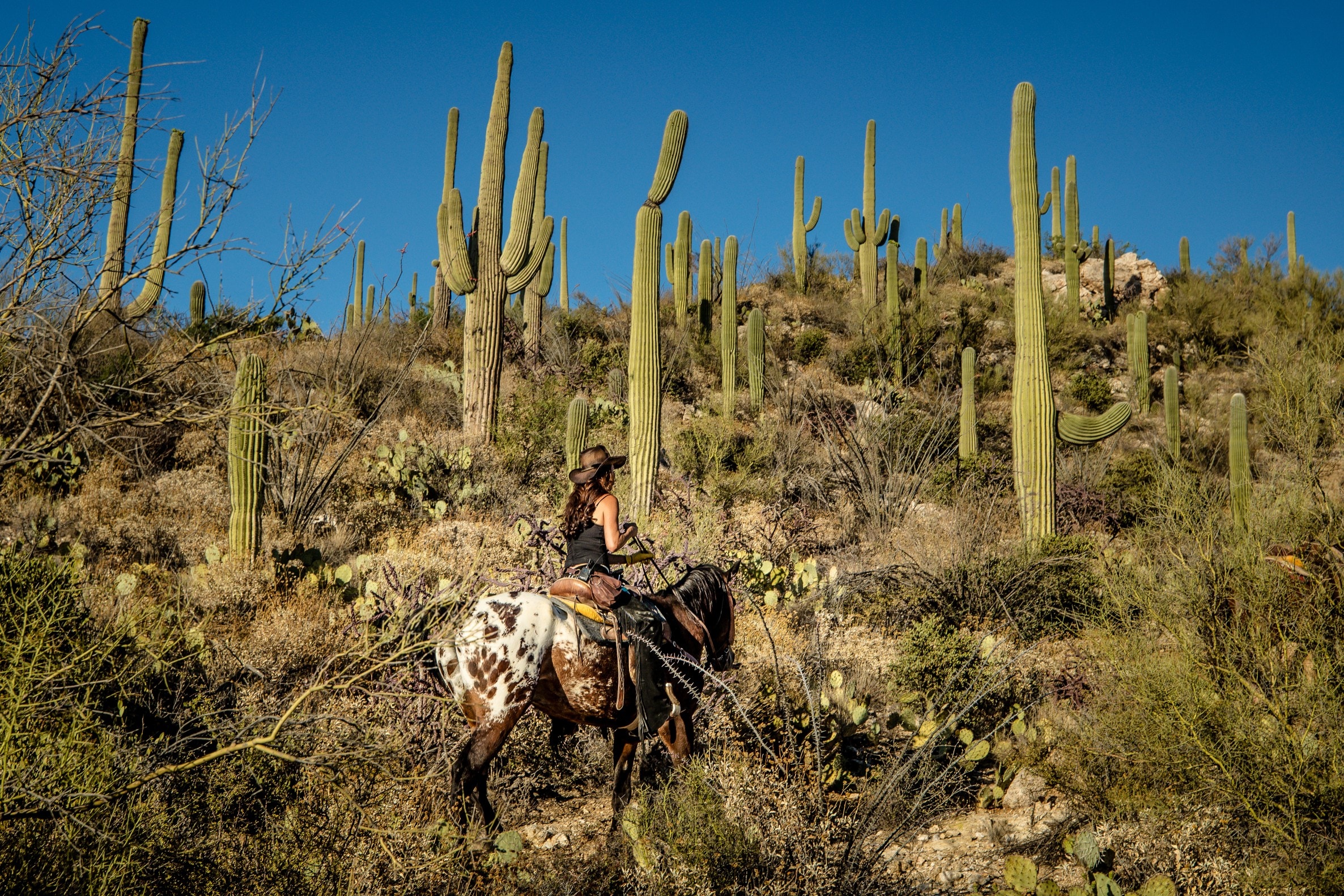 Best Summer Activities in Tucson | Tanque Verde Ranch Resort