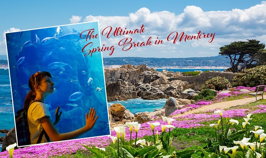 The Ultimate Spring Break in Monterey |Blog | Inns of Monterey