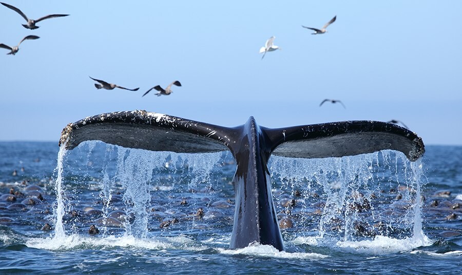 Winter Whale Watching on Monterey Bay | Blog| Inns of Monterey