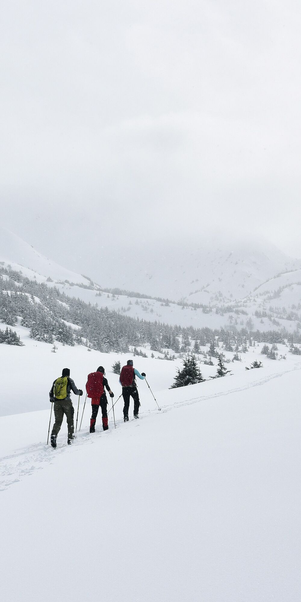 AWOL Stowe - Stowe, Vermont | Cady Hill Forest - Stowe, Vermont | Lark ...