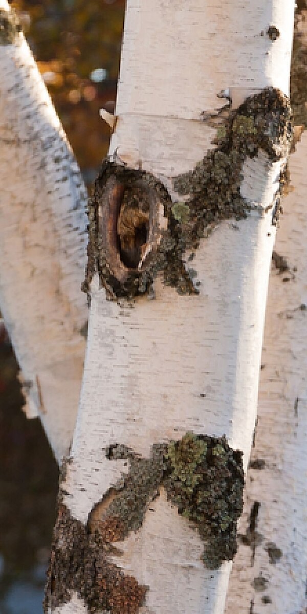 AWOL Stowe - Stowe, Vermont | Cady Hill Forest - Stowe, Vermont | Lark ...
