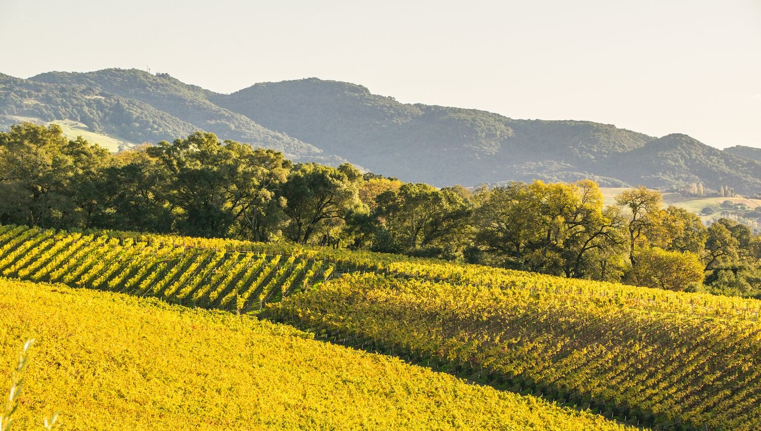 St. Helena Wine Country Guide | Rancho Caymus Inn