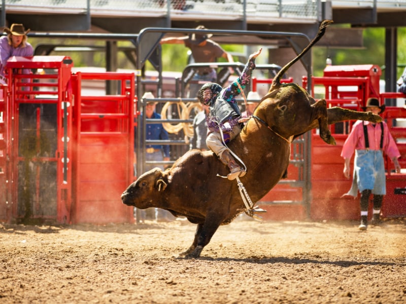 Things to do in West Yellowstone | Mountain Vista Hotel