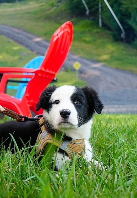 Camelpup Adventures | Pet-Friendly Poconos Resort