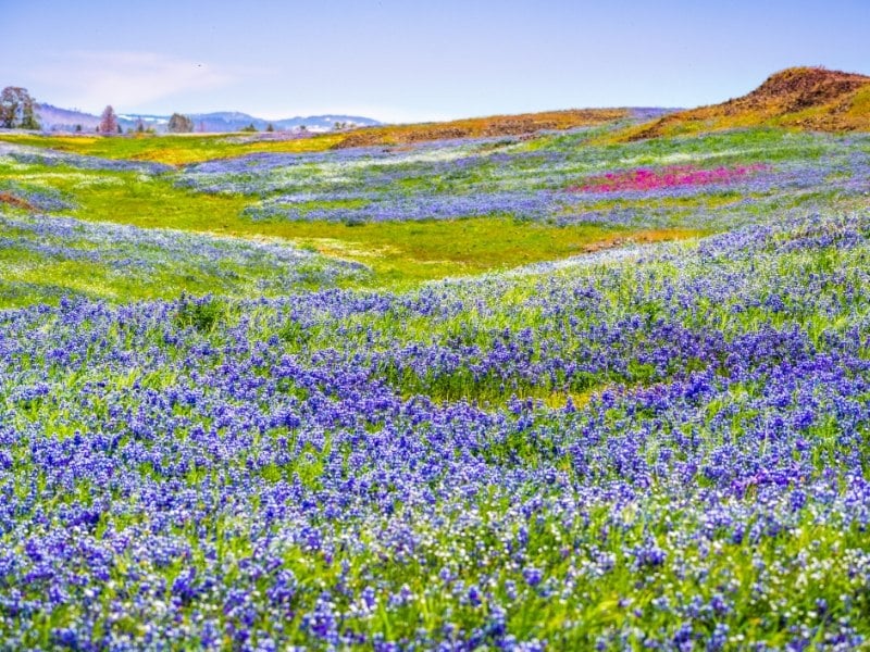 Blog | Experience the Magic of California's Super Bloom