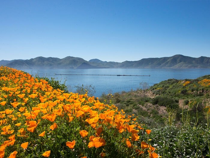 Things to Do in Hemet, CA – Golden Village Palms RV Resort
