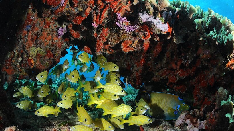 Reef Marina | The Reef Marina diving and water sports center
