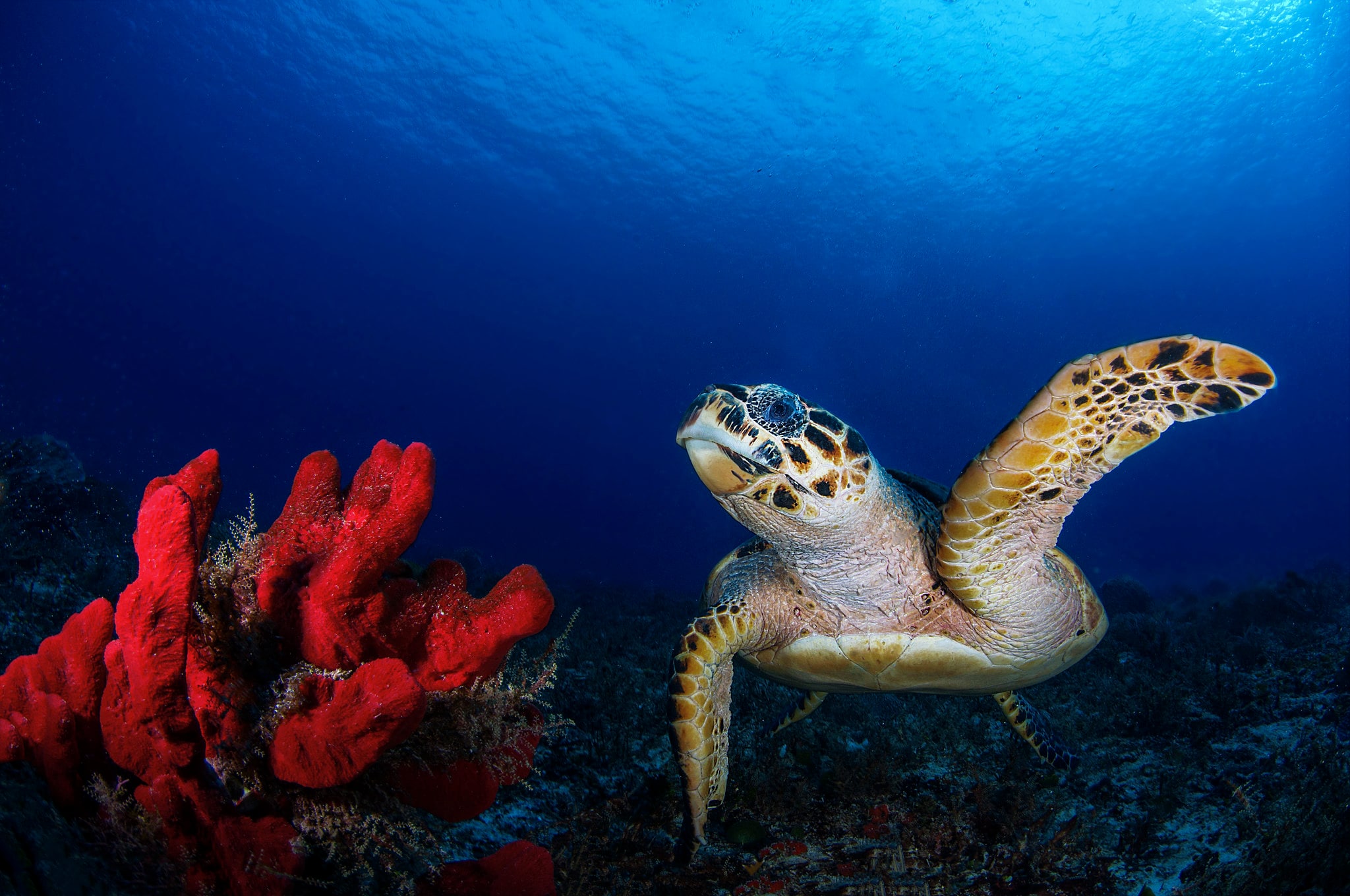 Reef Marina | The Reef Marina diving and water sports center