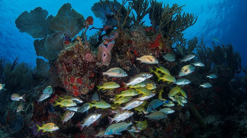 Reef Marina - The Reef Marina diving and water sports center