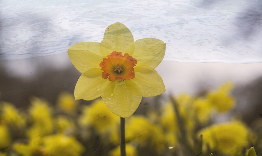 6 Reasons to Visit Nantucket in the Spring