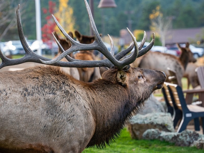 5 Tips for Elk Watching in Estes Park