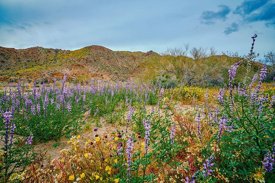 California Desert Bloom. Exploring the Beauty of Palm Springs.